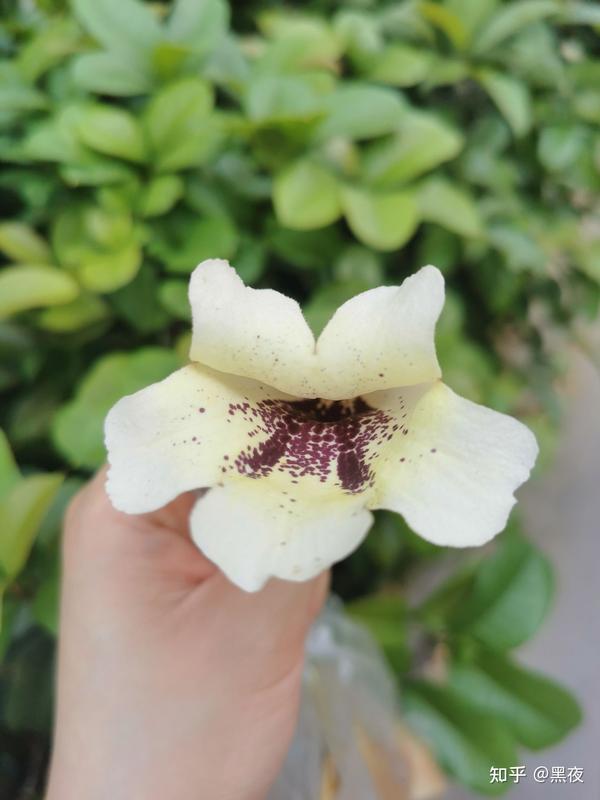 捡梧桐花有感记 - 知乎