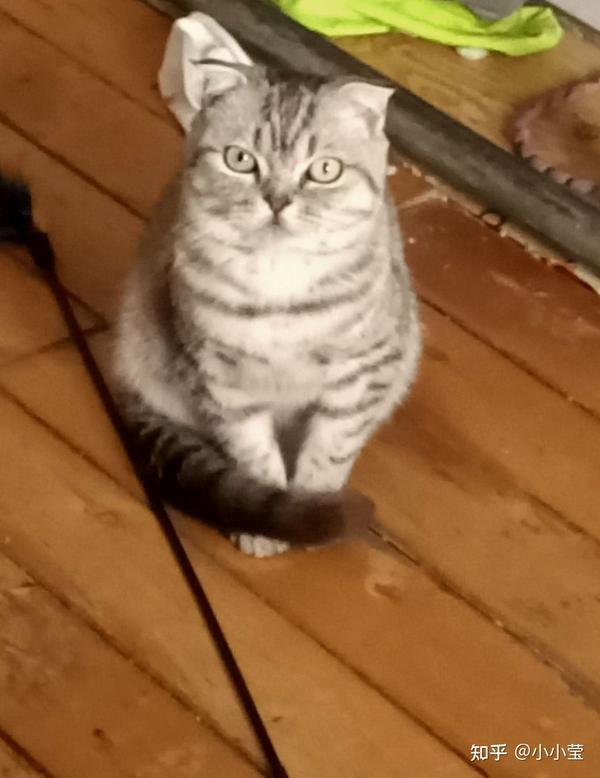 想知道我家猫是不是折耳猫 知乎