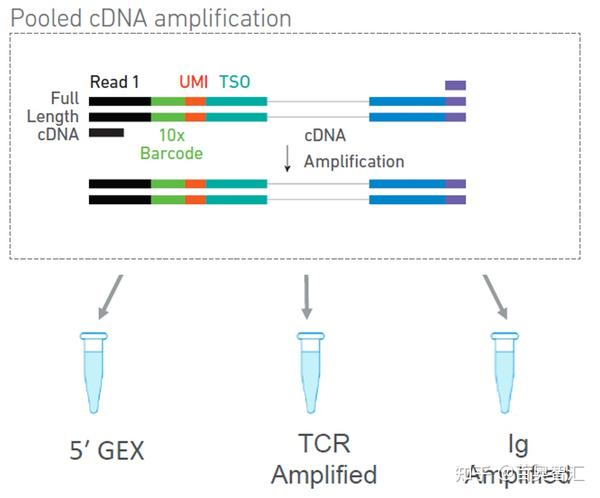 单细胞免疫组库测序——高精度解析免疫组库特异性&多样性变化 - 知乎