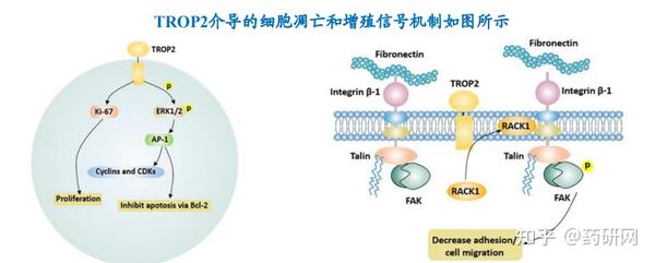 启德医药Trop-2 ADC申报临床 | 全球Trop2 ADC研发进展一览 - 知乎