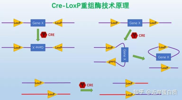 重大发现：LoxP甲基化对植物Cre/Loxp系统基因编辑影响 - 知乎