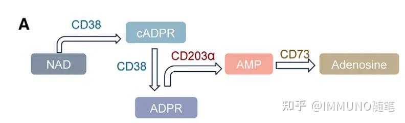 有趣的“死循环”，CD38靶点开发策略的“烧脑”生态圈 - 知乎