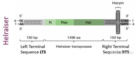 真核生物中的转座元件 | 综述 - 知乎