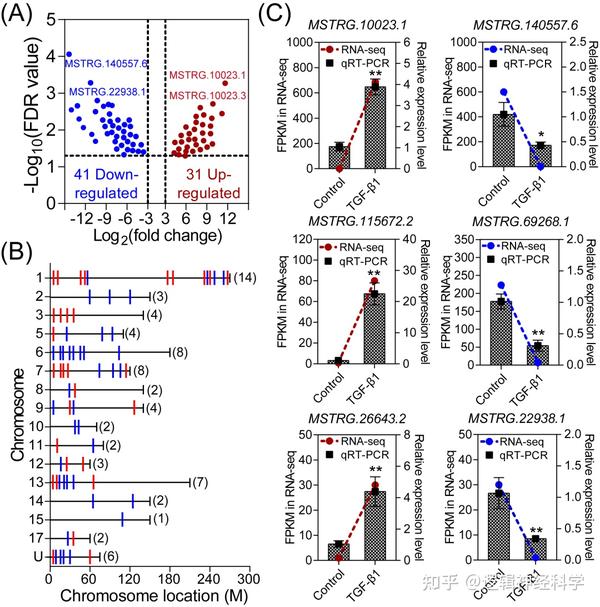 Cell Prolif︱南京农业大学李齐发/杜星团队揭示TGF-β1调控卵巢颗粒细胞转录组变化的普遍机制 - 知乎