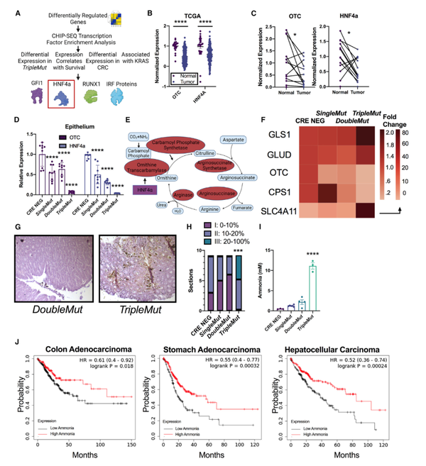 Cell Met | 微环境的氨可诱导结直肠癌的T细胞衰竭 - 知乎