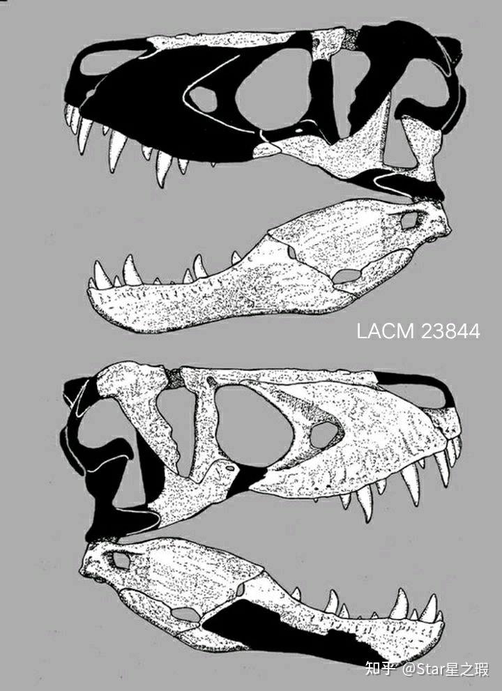 霸王龙体型的一些个人推测 - 知乎