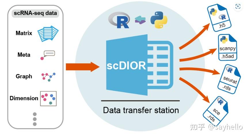 scDIOR 快速scanpy 转换 seurat - 知乎