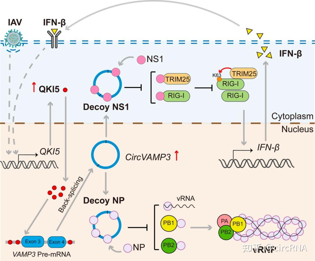 PLoS Pathog丨中国科学院微生物研究所团队揭示circVAMP3通过干扰NP和NS1蛋白来限制甲型流感病毒的复制 - 知乎