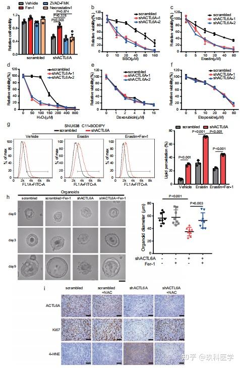 FI 16+铁死亡研究深度解读 | ACTL6A或是胃癌治疗新靶点 - 知乎