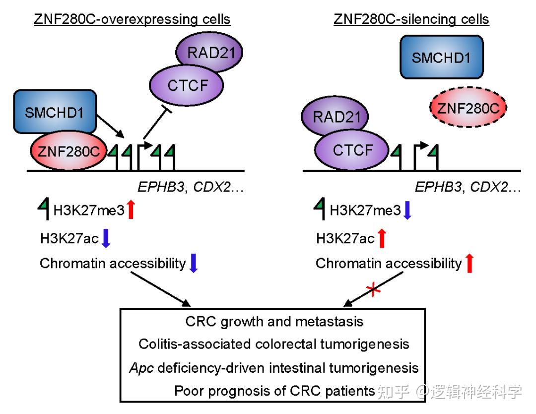 PNAS︱深圳大学医学部舒兴舒兴盛/应颖团队发现锌指蛋白转录因子促进结直肠癌发生的表观遗传学机制 - 知乎