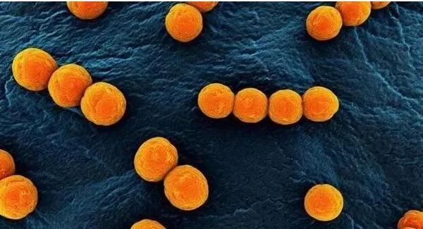 微生物小知识：粪肠球菌介绍 - 知乎