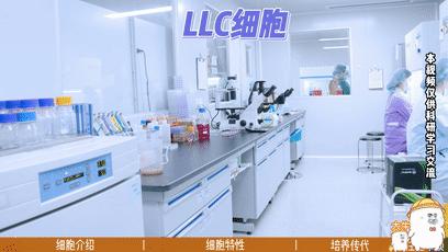 LLC细胞培养，小鼠Lewis肺癌细胞培养攻略 - 知乎