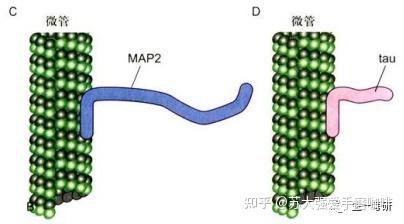 细胞生物学思维导图-细胞骨架（微管、中间丝） - 知乎
