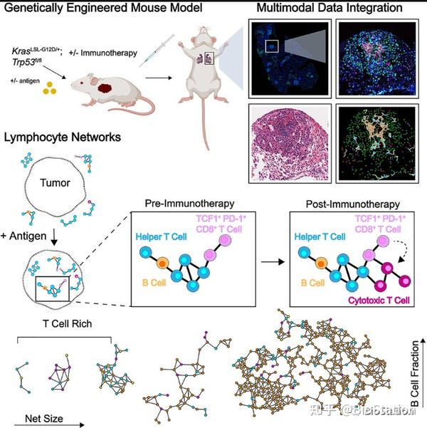Cancer Cell |揭秘肿瘤内部世界：发现新免疫治疗靶点！ - 知乎