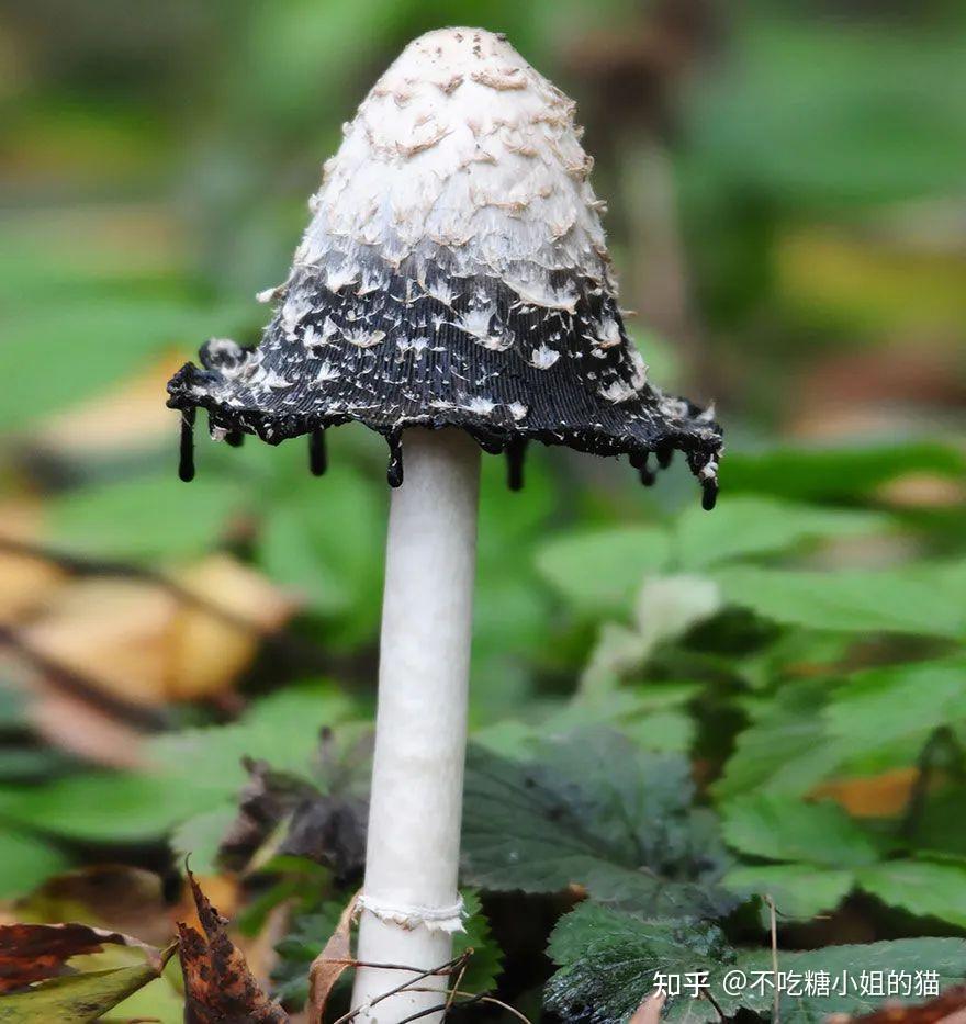 100种千奇百怪的菌类植物，森林中最隆重的色彩！ - 知乎