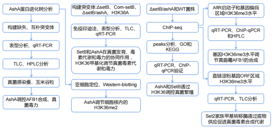 项目文章 | ChIP-seq揭示Set2家族通过H3K36甲基化调控病原真菌黄曲霉的真菌毒素代谢和毒力 - 知乎