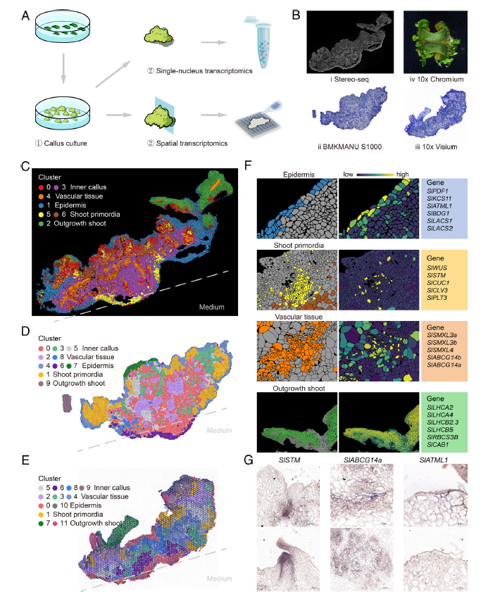 PNAS | Stereo-seq揭示番茄愈伤组织的芽再生空间转录组图谱 - 知乎