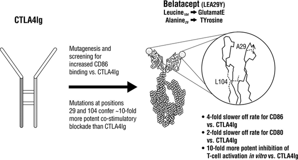 CD28：阻断易，激活难 - 知乎
