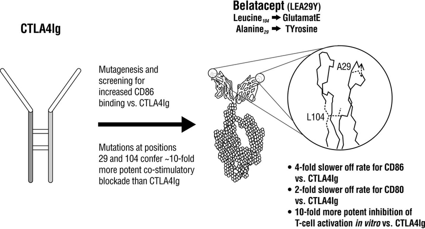 CD28：阻断易，激活难 - 知乎