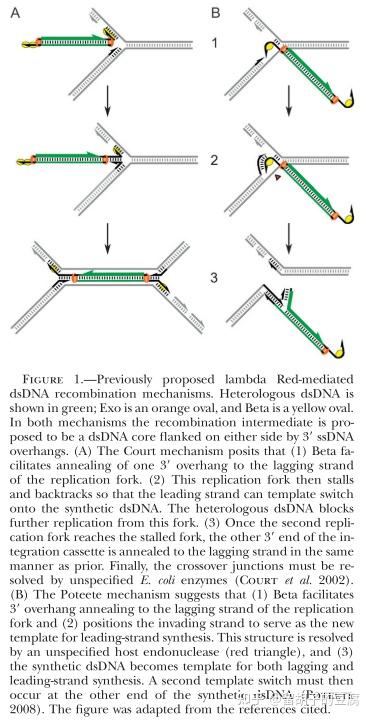 大肠杆菌Red同源重组系统 - 知乎