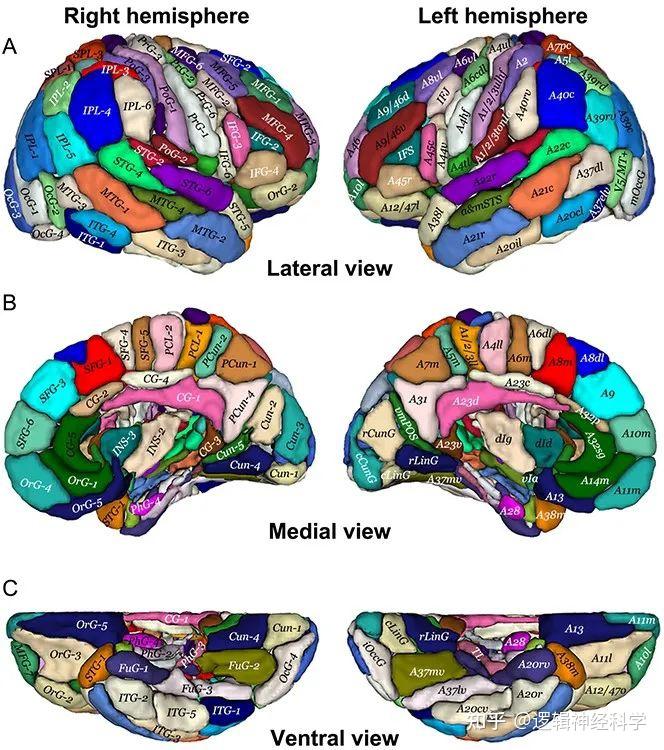 Cereb Cortex︱蒋田仔团队报道基于结构连接的脑网络组儿童图谱 - 知乎