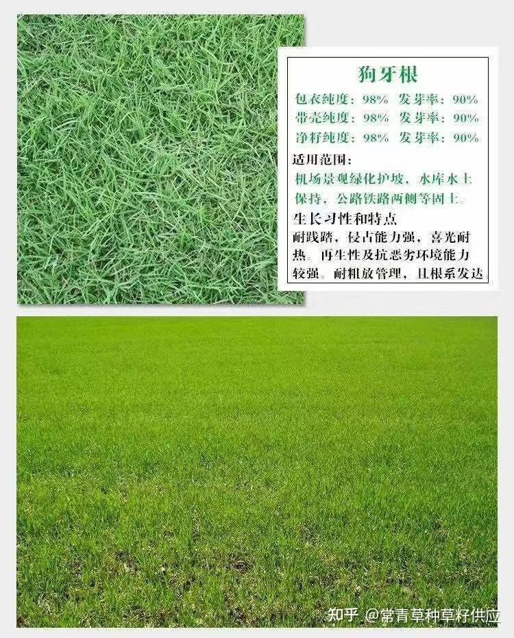 绿化草种草籽 生态修复 矿山护坡常用草籽草种品种及种植方法 知乎
