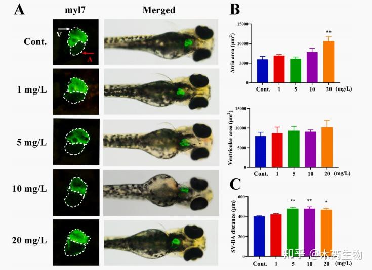 【文献解读】帕罗西汀通过炎症反应诱导斑马鱼幼鱼心脏毒性 - 知乎