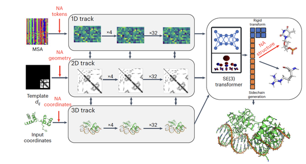 Nat. Methods | RoseTTAFoldNA准确预测蛋白质-核酸复合体 - 知乎