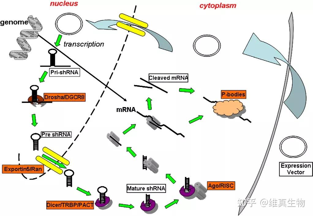 「RNA干扰」siRNA与shRNA的区别是什么？ - 知乎