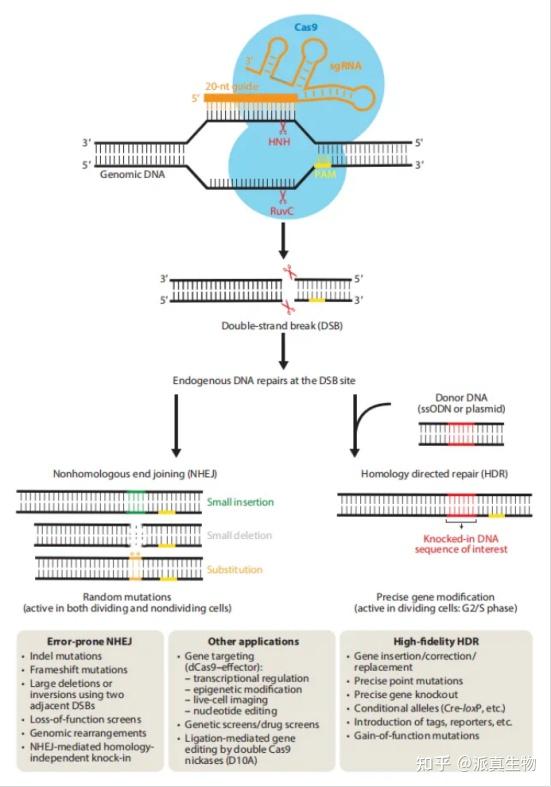 张锋团队在基因编辑又有重磅发现，研究热点CRISPR/Cas9了解一下？ - 知乎