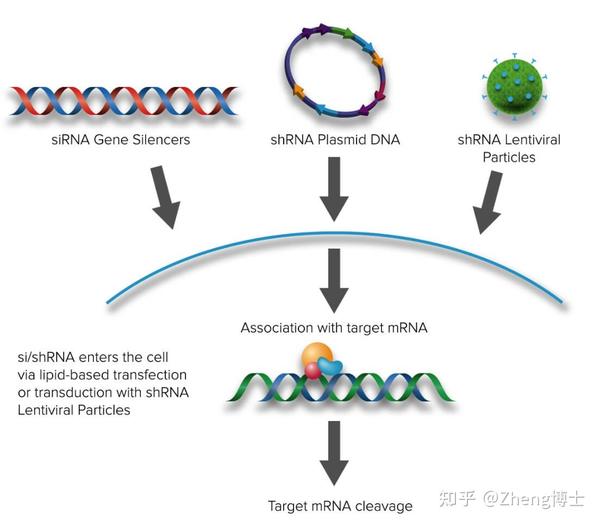 siRNA（小干扰RNA）、shRNA（短发夹RNA）和RNAi（RNA干扰） - 知乎