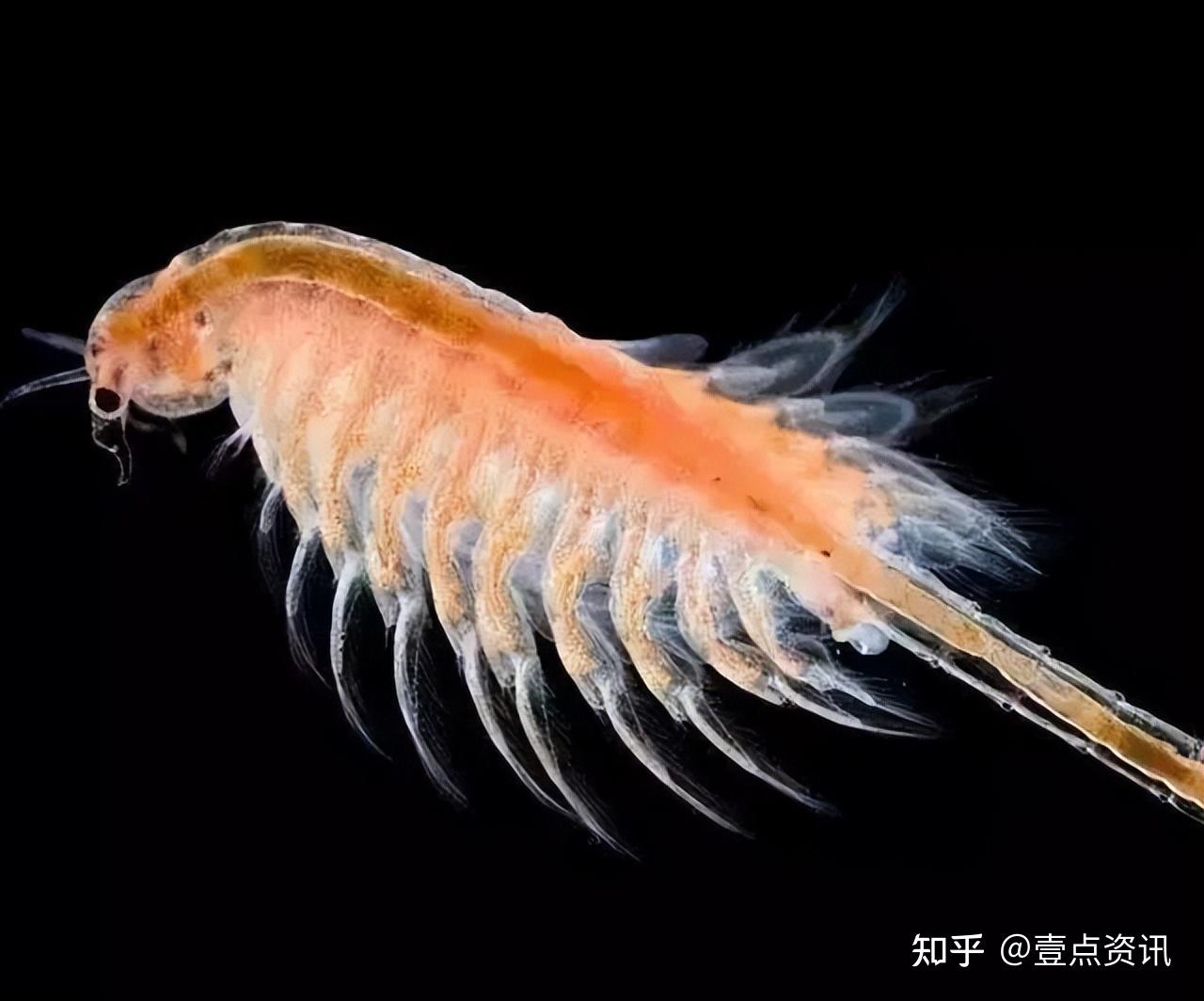 运城市盐保中心开展盐湖水系调研第305天 ——“走近盐池生物 - 知乎