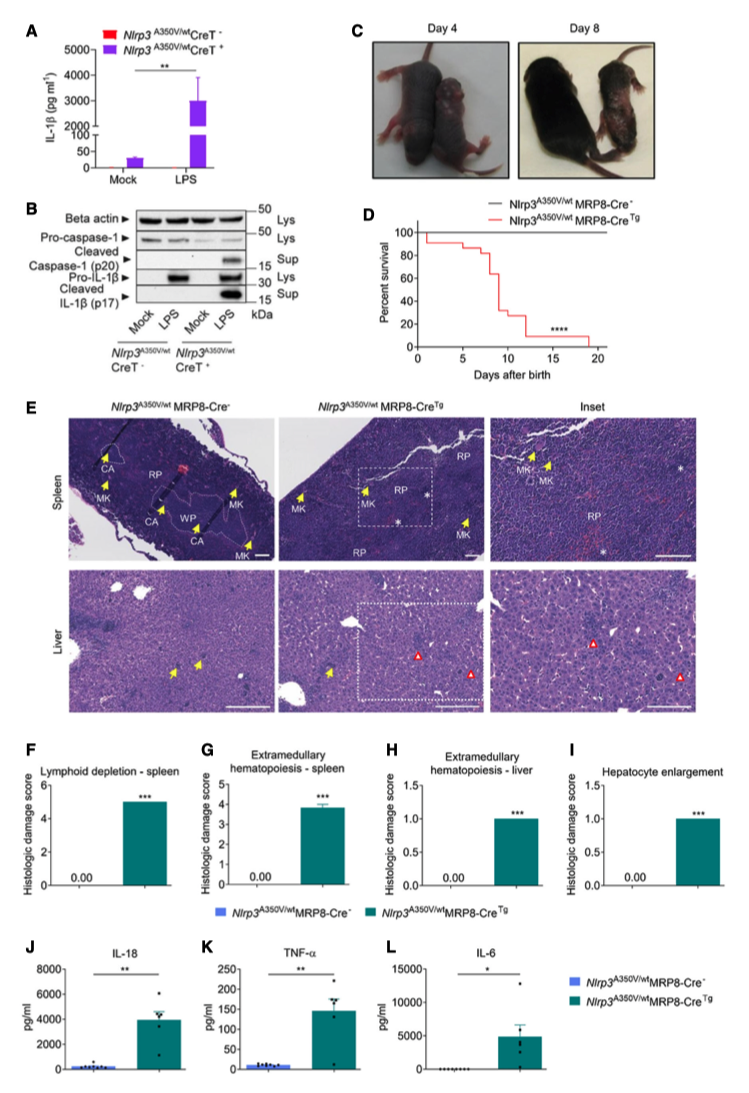 EMBO丨GSDMD驱动中性粒细胞独立于NETs的焦亡 - 知乎