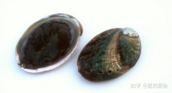 带你识别石决明 - 知乎