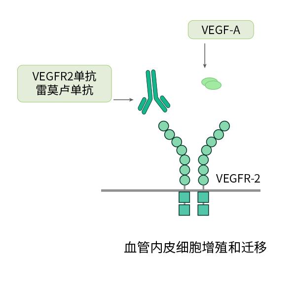 【靶点科普】为什么联合用药喜欢用VEGF+VEGFR？ - 知乎