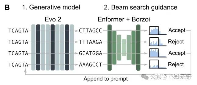 Evo2：跨生命领域的基因组“造物主”模型 - 知乎