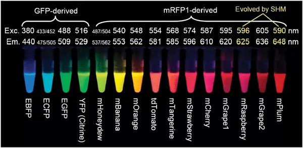 荧光蛋白的升级用法 - 知乎