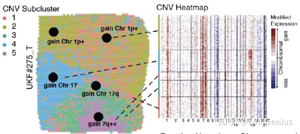 CNV检测--单细胞空间vs基因组WGS/WES - 知乎
