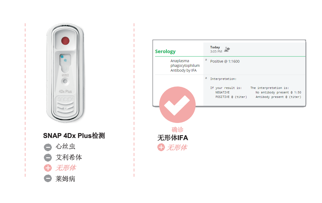 【宠医必读】一例犬无形体病案例分析：Lady - 知乎