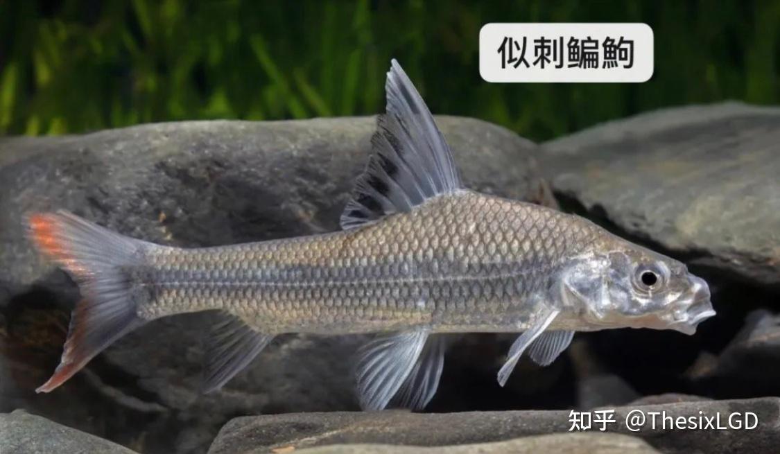 南京地区原生鱼虾等资源整理 - 知乎