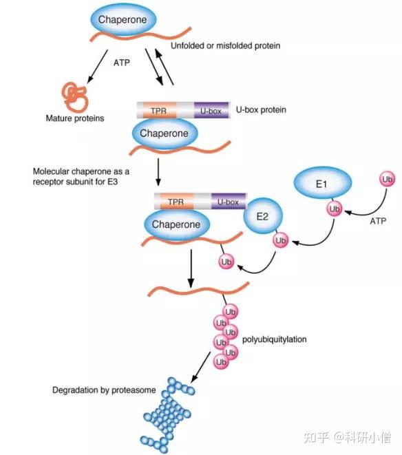 一篇文章带你了解泛素化 - 知乎