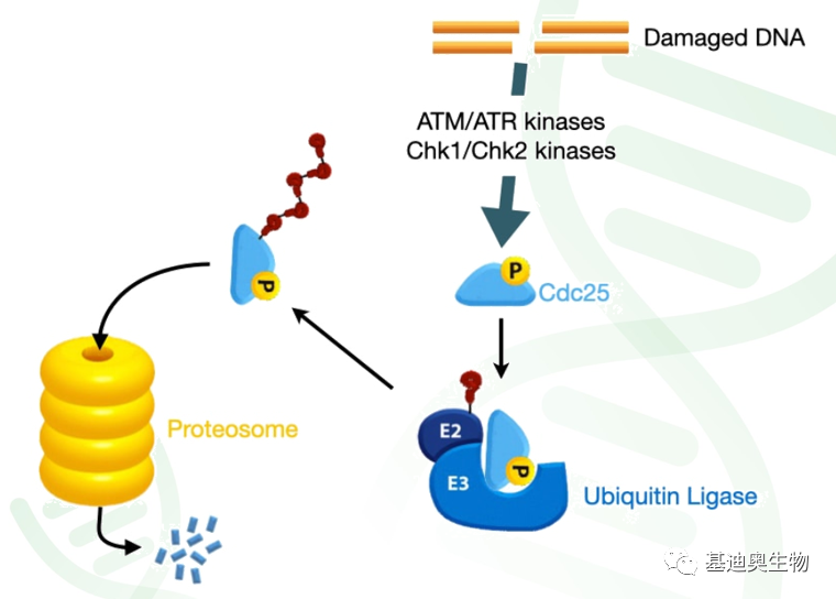 所有肿瘤都会发生异常的通路——Cell cycle信号通路（二） - 知乎