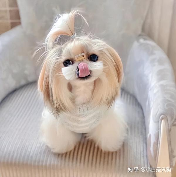 公认最值得饲养的“小型犬”，这6种，听话乖巧好养活 - 知乎