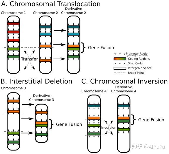 一文搞懂基因融合（gene fusion）的定义、产生机制及鉴定方法 - 知乎