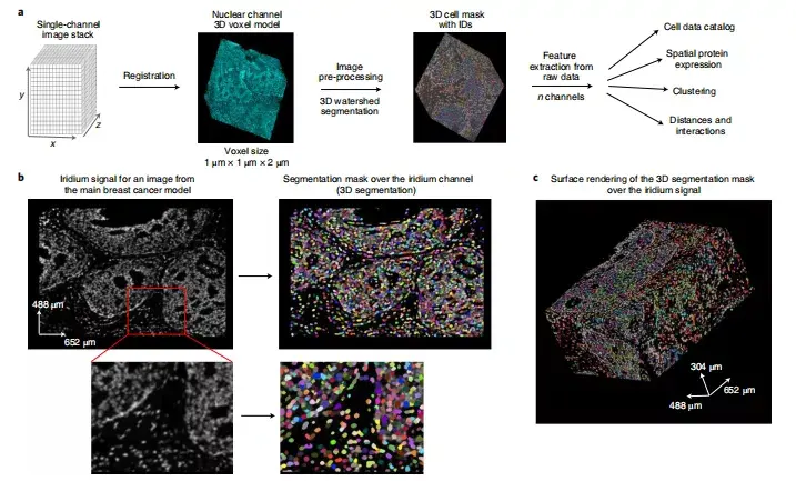 Nature Cancer | 三维成像质谱仪(IMC)推进蛋白质空间分布的研究 - 知乎
