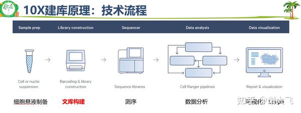 10X单细胞测序原理 - 知乎