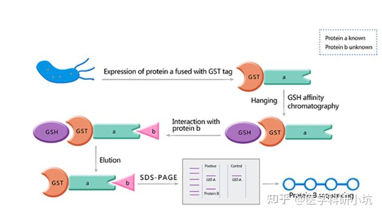 一文掌握pull down实验 || RNA pull down，DNA pull down，Protein pull down - 知乎