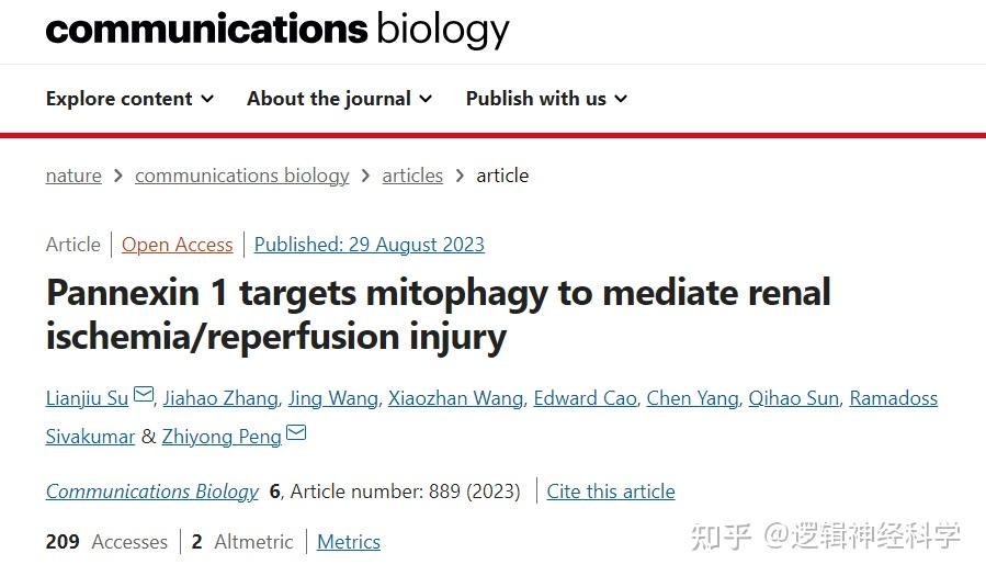 Commun Biol︱武汉大学中南医院彭智勇团队发现Pannexin 1通过线粒体自噬调控肾缺血/再灌注损伤 - 知乎