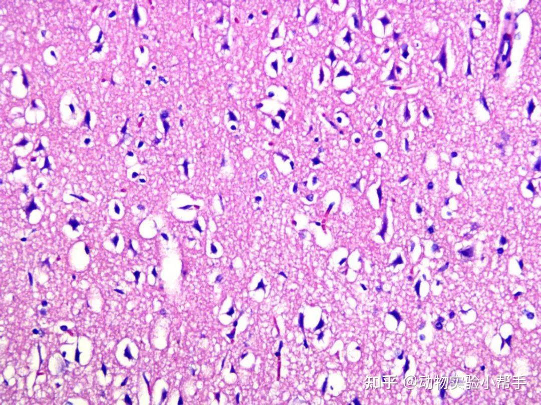 详说细解：大鼠脑外伤动物模型的建立！（组图） - 知乎