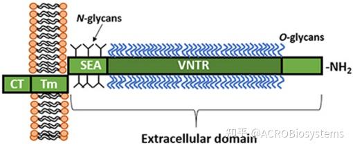 【靶点聚焦】——多癌症热门靶点：Mucin 1 - 知乎